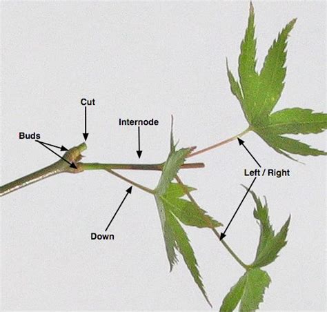 Maple Pruning Basics Bonsai Techniques Bonsai Pruning Japanese Maple Bonsai