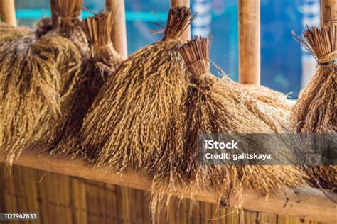 원시 쌀 곡물입니다 유기농 식품 배경입니다 쌀 또는 벼의 귀 귀 골든 스파이크 쌀입니다 필드에 쌀의 번들과 필드입니다 수확기의