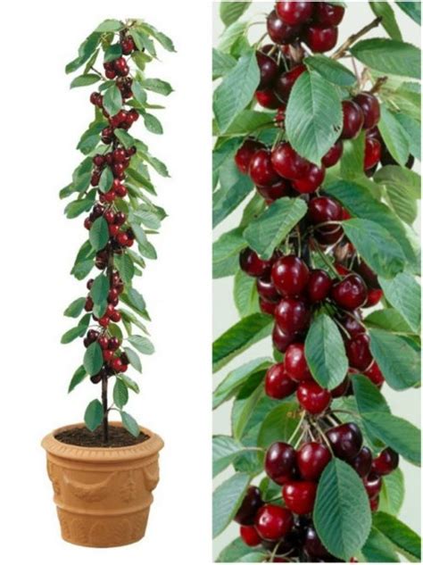 არ არის აუცილებელი ფანჯრის წინ ბაღი გქონდეთ იმისათვის რომ ხილი