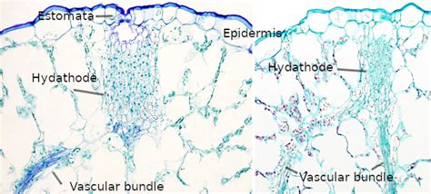 Plant Tissues Glandular Atlas Of Plant And Animal Histology