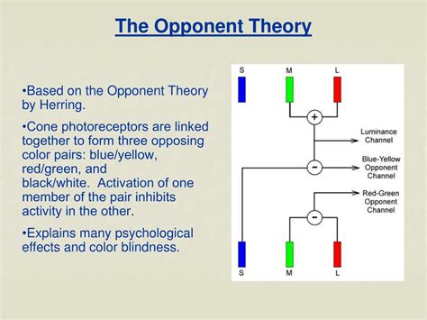 Ppt Chapter 7 Color Vision How Do We Perceive Color Powerpoint