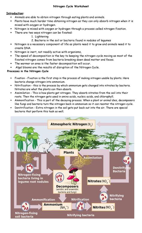 Nitrogen Cycle Diagram Worksheet Nitrogen Cycle Storyboard By