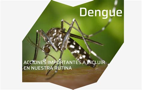 Dengue Recomendaciones Para Su Prevenci N Noticias Unsam