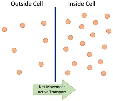 Osmosis Diagram Gcse
