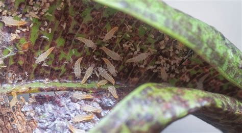 Thrips Davey Tree