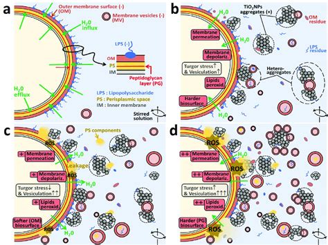 Schematic Representation Of TiO 2 NP Toxicity Mechanisms Towards The Download Scientific