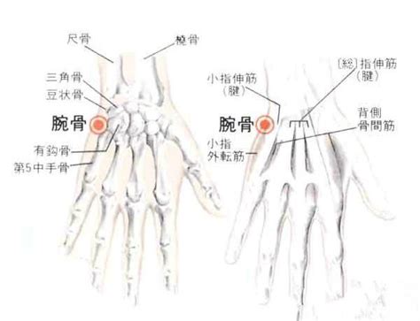 腕骨穴 經常耳鳴怎麼破 每日頭條