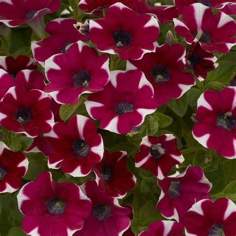 Potted Petunia Plants For Sale Growjoy