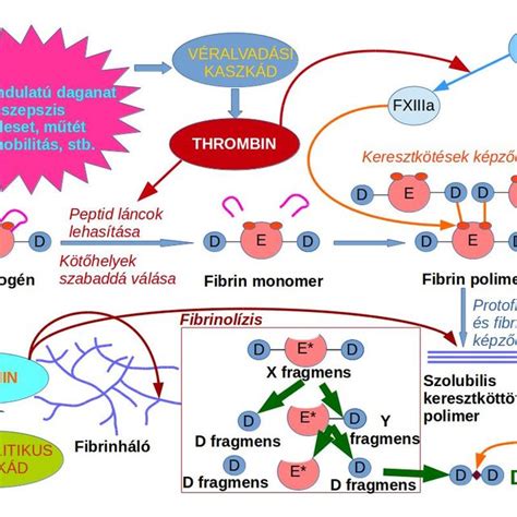 Pdf Prognostic Importance Of Cross Linked Fibrin Degradation Products D Dimer In Oncology