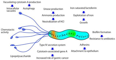 Antimicrobial Effects Of Lactoferrin Against Helicobacter Pylori Infection