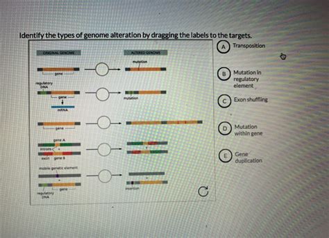 Solved Identify The Types Of Genome Alteration By Dragging