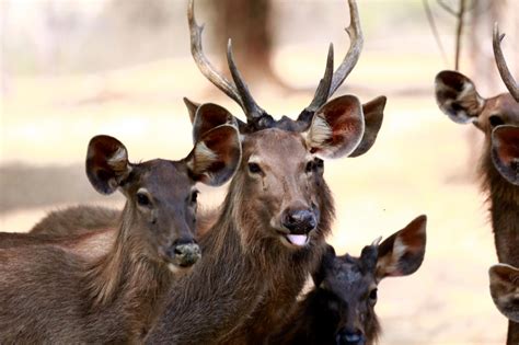 Sambar Deer Rusa Unicolor