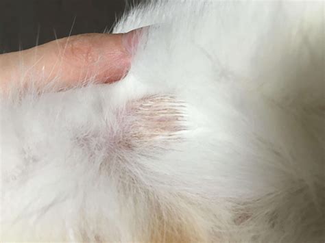 猫为什么会得猫藓 哪些原因会让猫咪得猫藓 小狼观天下