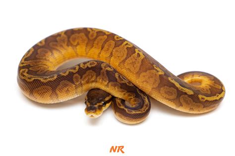 Sunset Ball Python By Nixon Reptiles Morphmarket