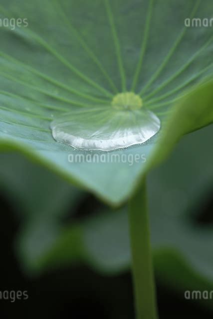 蓮の葉の上の水滴の写真素材 FYI04152928 ストックフォトの Qlean Market