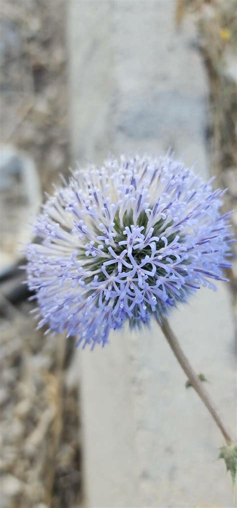 How To Propagate Echinops Villosissimus Propagate One