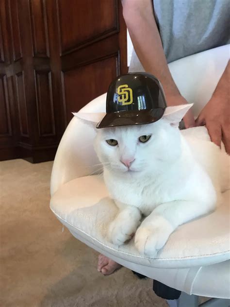 Series Win Doge Cannot Be Usurped But Series Split Cat Is Indifferent