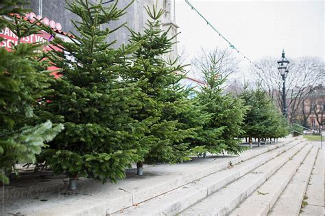 A Christmas Tree Store By Stocksy Contributor Jovana Rikalo Stocksy