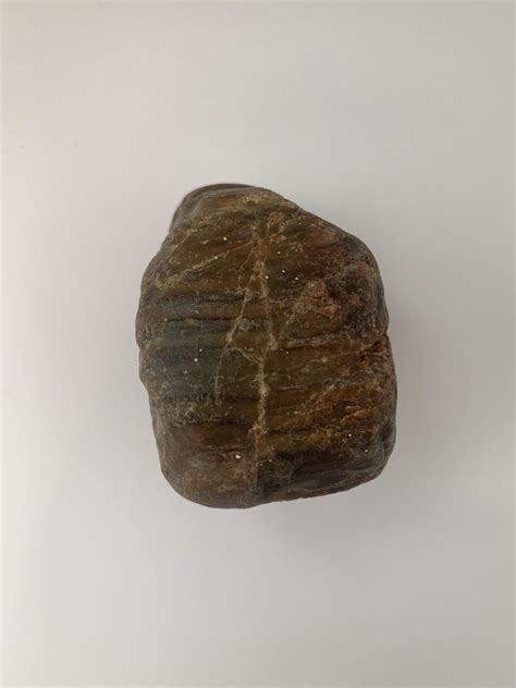 Can Anyone Help Identify This Fossil R Fossilid