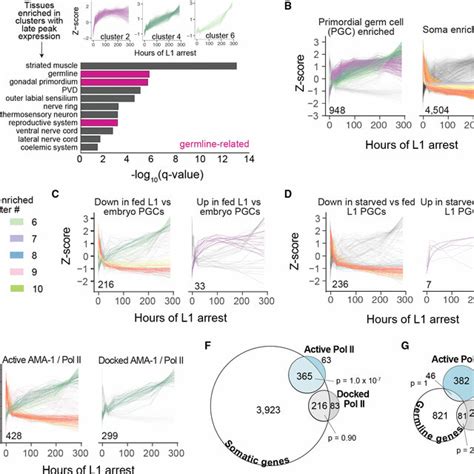 Somatic And Germline Genes Have Different Patterns Of Regulation During Download Scientific