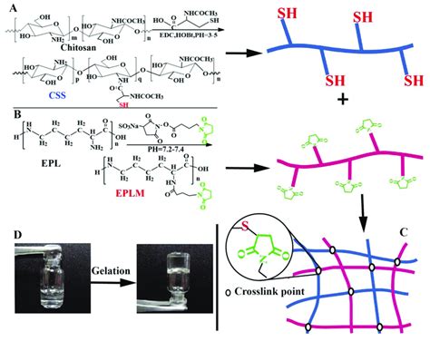 Schematic Representation Of The Synthesis Of Crosslinking Thiol