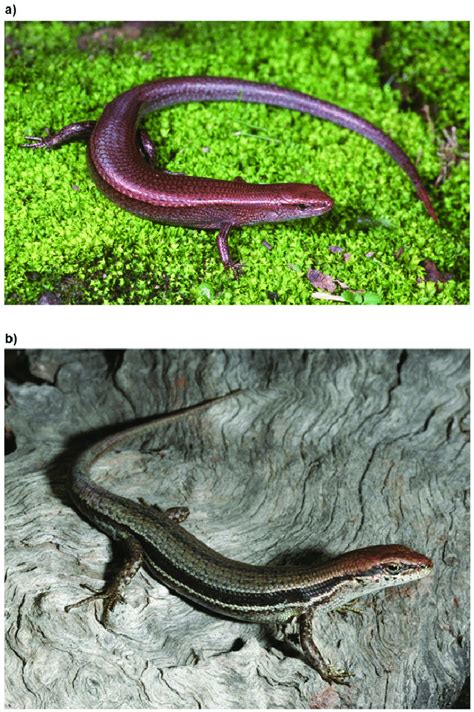 Common Garden Skink Habitat Fasci Garden