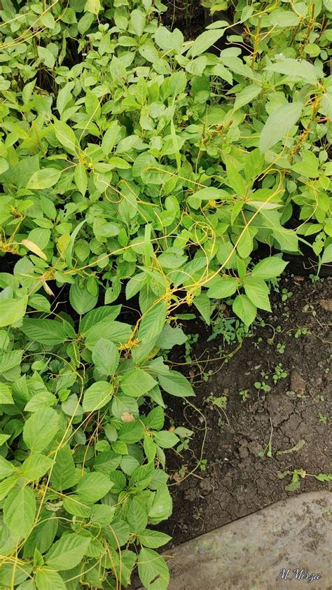 Mohyuddin Mirza On Linkedin Molokhia