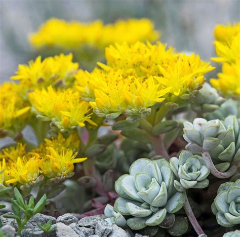 11 Stonecrop Sedum Varieties To Grow Birds And Blooms