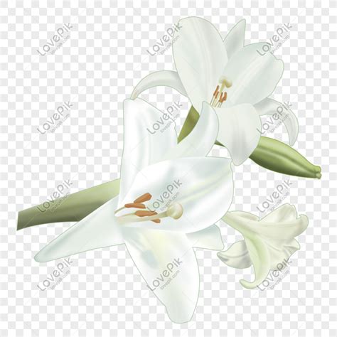 봄의 아름다운 백합 Png 일러스트 무료 다운로드 Lovepik