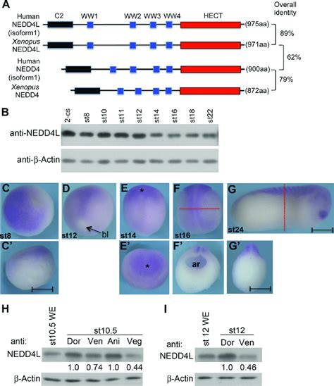 The Spatial Temporal Expression Pattern Of Nedd4l During Xenopus Download Scientific Diagram