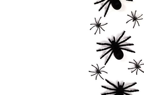 할로윈 엽서 가을의 전통 축제 장식 및 파티 개념 거미는 흰색 배경에 고립 플랫 레이 상단 보기 복사 공간 10월에 대한 스톡 사진 및 기타 이미지 Istock