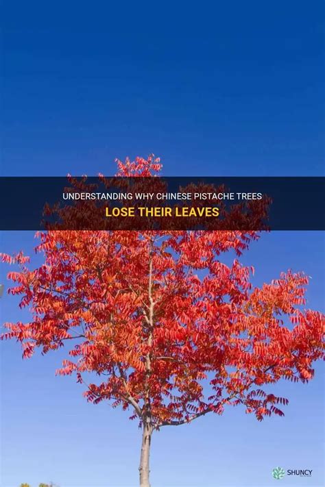 Understanding Why Chinese Pistache Trees Lose Their Leaves Shuncy
