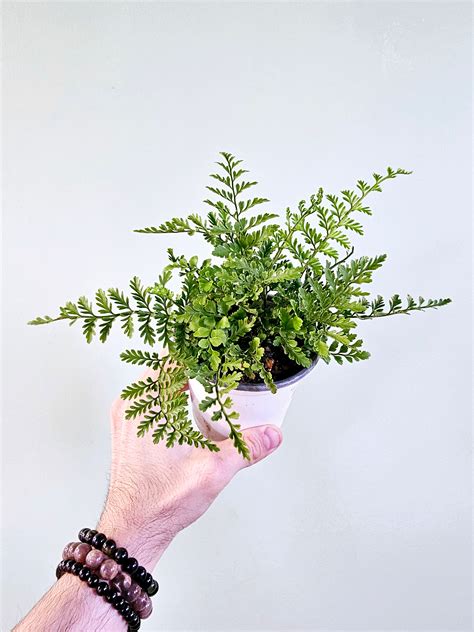 Asplenium Dimorphum Austral Gem Fern 4 Quartz Botanicals