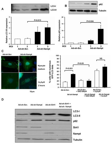 Nicotinamide Phosphoribosyltransferase Regulates Cell Survival Through Nad Synthesis In Cardiac