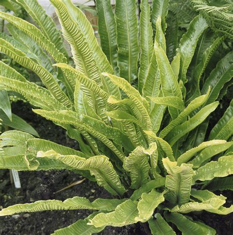 Asplenium Scolopendrium Stock Image B800 2527 Science Photo Library