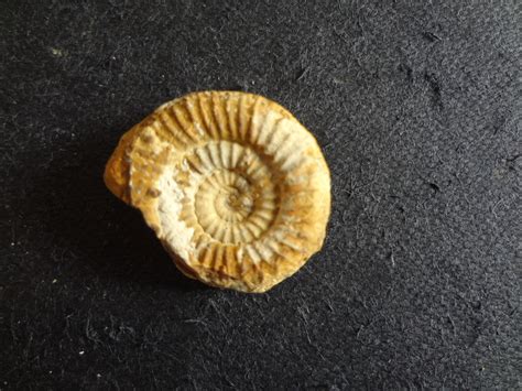 Ammonite Member Collections The Fossil Forum