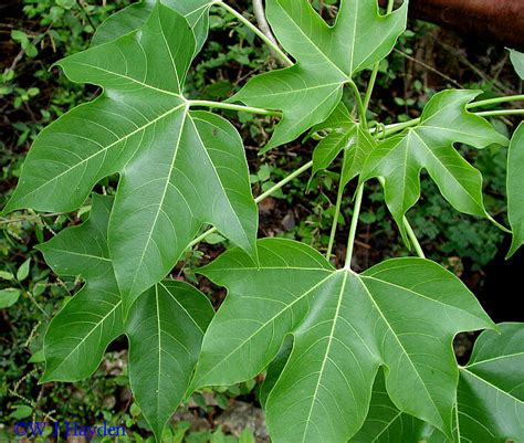 Palmately Lobed Leaf