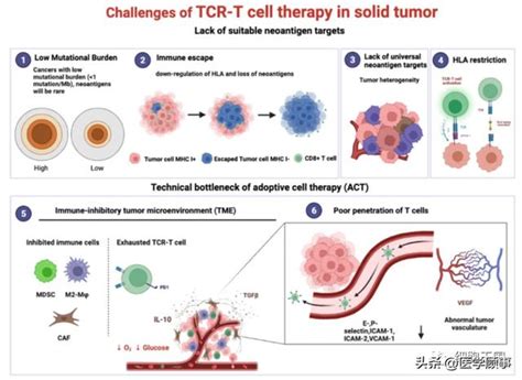 实体肿瘤治疗大杀器：与car T并驾齐驱的tcr T