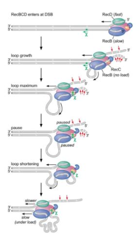 Homologous Recombination For Repairing Dsdna Breaks Flashcards Quizlet