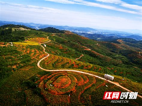 邵东：打造省级中药材产业园 实现全产业链融合发展规划农业种植