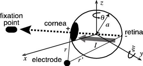 figure 1 from development of a method for gaze estimation based on
