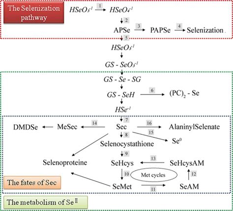 Diagram Of Plant Selenium Metabolism Numbers Denote Known Enzymes 1