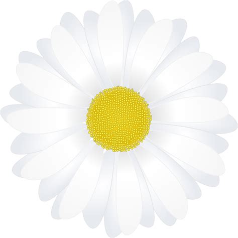 Margarita Flor Png
