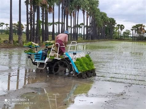 ရွှေဘိုခရိုင် ဝက်လက်မြို့နယ် ထုံးဘို အနောက် ကျေးရွာ၌ ကောက်စိုက်စက်ဖြင့် လယ်ဧက ၈၀ စိုက်ပျိုး