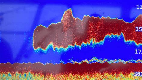 Megalodon News Articles Iflscience
