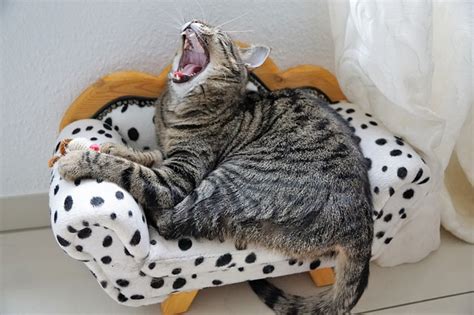 How Long Does A Male Cat Stay In Heat Kitty Devotees