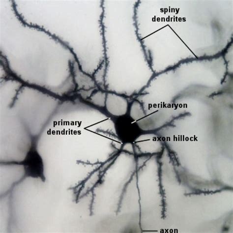 Primary Dendrites Nervous System Neurons Nervous