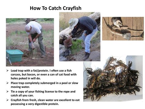 PPT How To Catch Crayfish PowerPoint Presentation Free Download ID 2250425