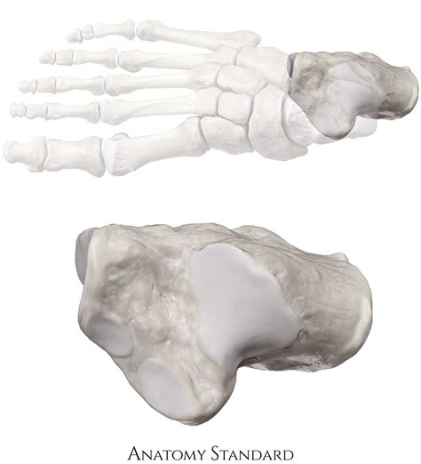 Anatomy Standard Drawing Calcaneus Bone In Situ And Ex Situ Superior View No Labels Anatomytool