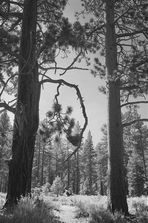 We Two Photograph By Laurie Search Fine Art America